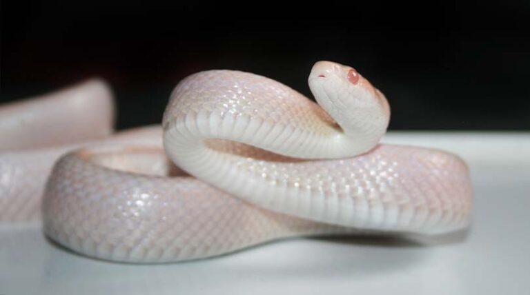 9 Great Pet Snakes for Beginners: Info & Facts (With Pictures) | The ...
