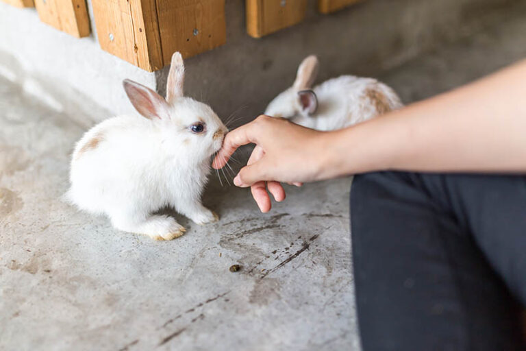 What to Do If a Rabbit Bites You: 5 Things to Do, Vet-Reviewed ...