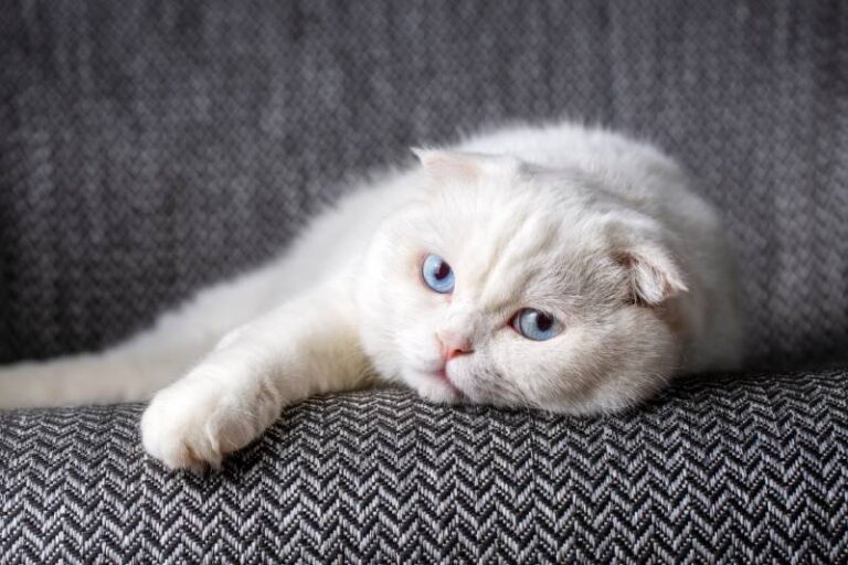 22 White Cat Breeds: Complete List With Info & Pictures | The Vet Desk