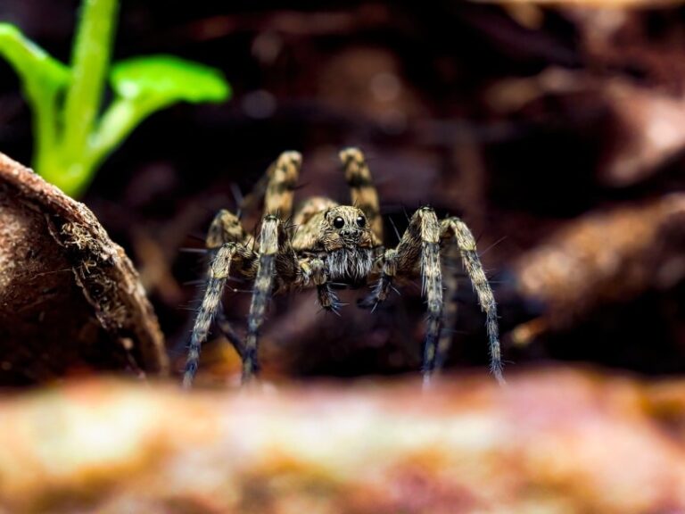 Do Wolf Spiders Make Good Pets? Care Guide & Important Facts | The Vet Desk