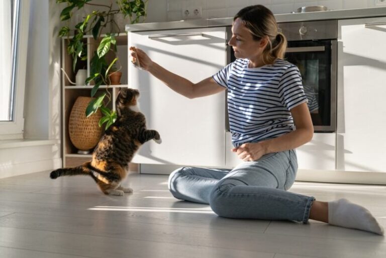 How to Train Your Cat: 9 Vet-Approved Tips | The Vet Desk