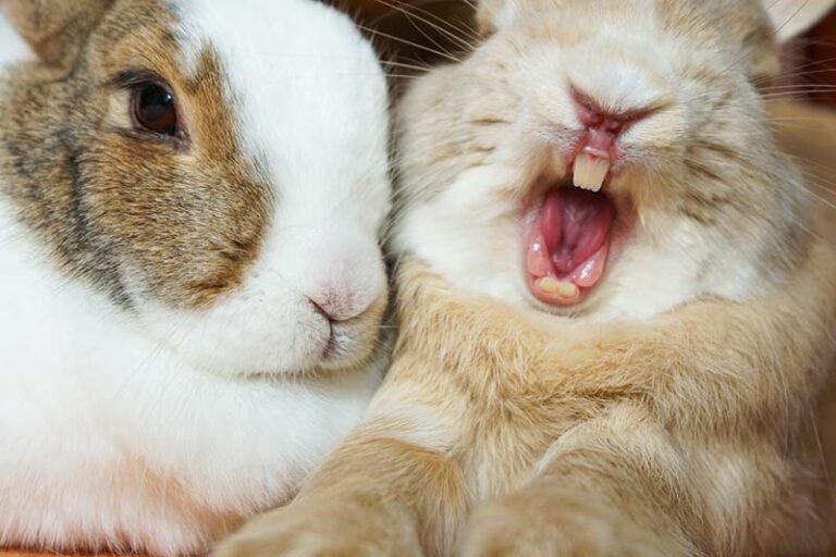 What to Do If Your Rabbit Has Overgrown Teeth (Our Vet Explains) | The ...