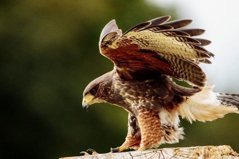 Do Hawks Attack and Eat Cats? Vet-Approved Safety Information | The Vet ...