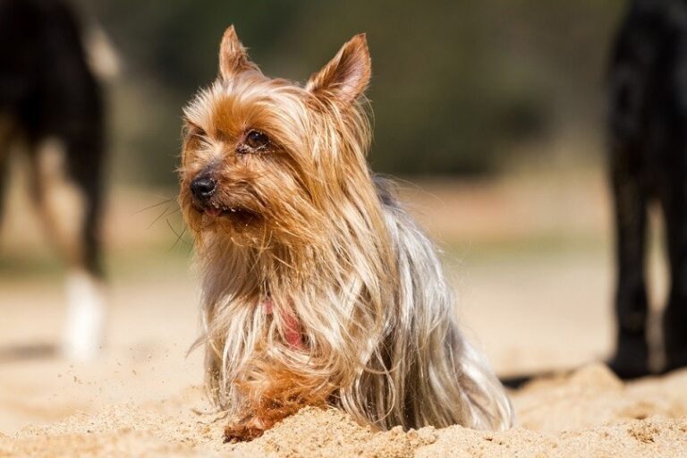 15 Miniature Dog Breeds (With Info & Pictures) | The Vet Desk