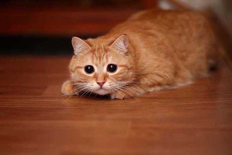 Why Is My Cat Trembling? 6 Vet-Approved Causes & What to Do | The Vet Desk