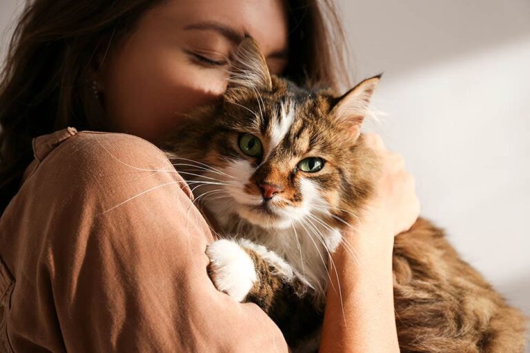 10 Fun Things to Do with Your Cat: Ultimate Cat Bucket List | The Vet Desk
