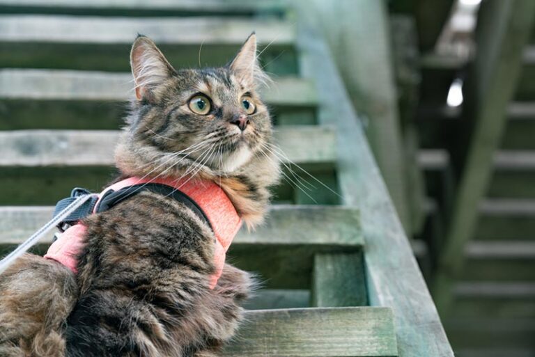 10 DIY Cat Harnesses You Can Make Today (With Pictures) | The Vet Desk