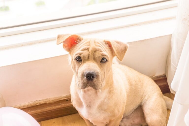 Why Is My Dog Always Hungry? Vet Reviewed Facts & What to Do | The Vet Desk