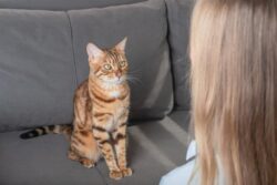 Why Does My Cat Stare at Me? 8 Likely Reasons (Vet-Reviewed) | The Vet Desk
