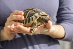 How Hard Is a Turtle Shell? Scientific Facts & FAQ | The Vet Desk