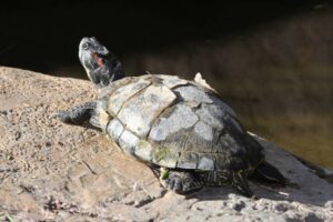 How Do Turtle Shells Grow? Science-Based Facts & FAQ | The Vet Desk