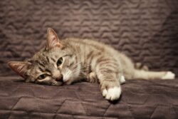 8 Signs a Cat Is Dying - Our Vet Discusses What to Look For | The Vet Desk