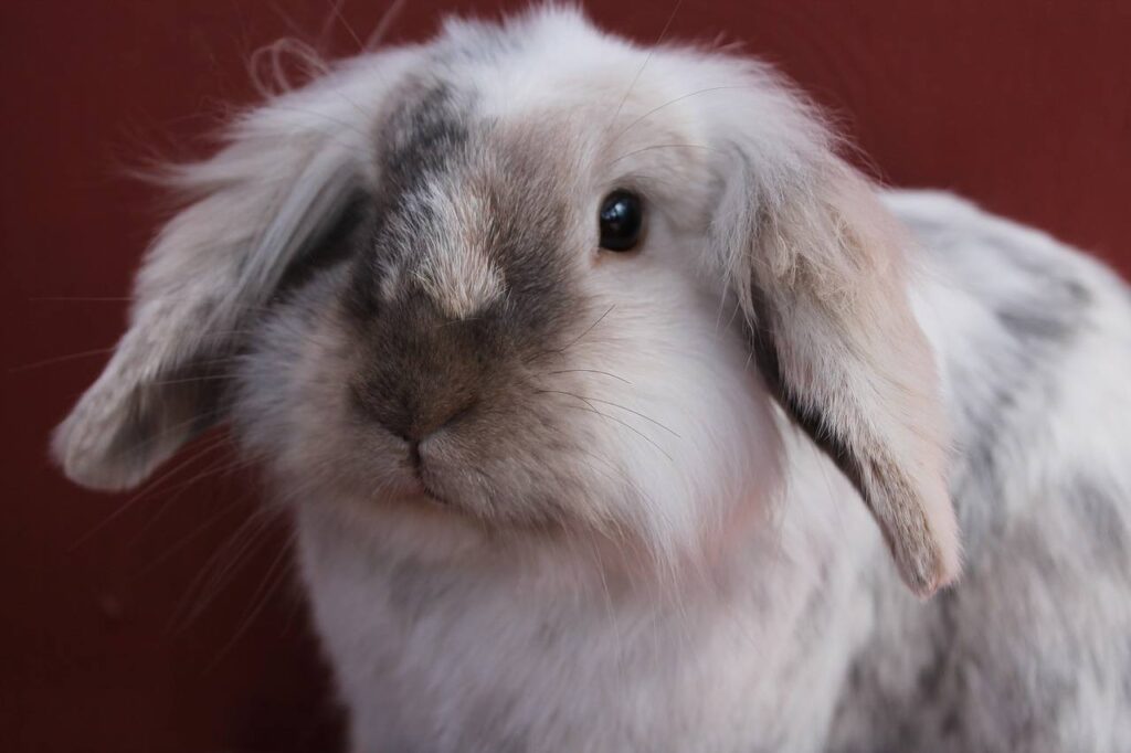 Silver Rabbit Breed: Info, Pictures, Care, Varieties & More | The Vet Desk