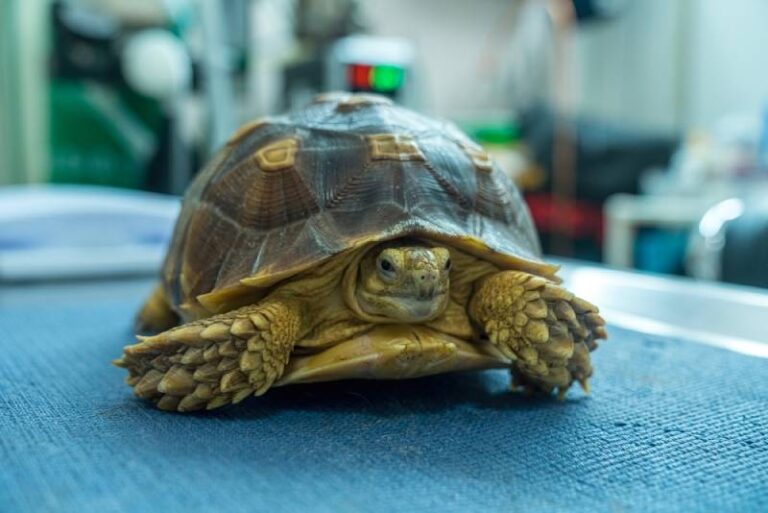 8 Signs a Tortoise is Dying: How to Tell and What to Do | The Vet Desk