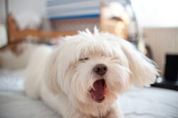 How to Save a Choking Dog With the Heimlich Maneuver (Vet Answer) | The ...