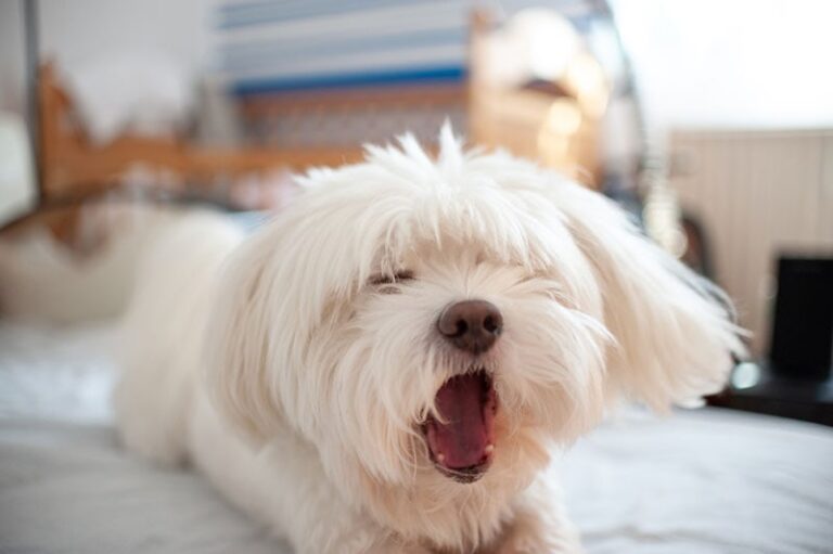 How to Save a Choking Dog With the Heimlich Maneuver (Vet Answer) | The ...