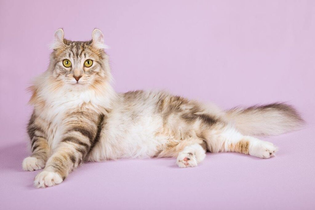 7 Cat Breeds With Short Ears (With Info & Pictures) | The Vet Desk