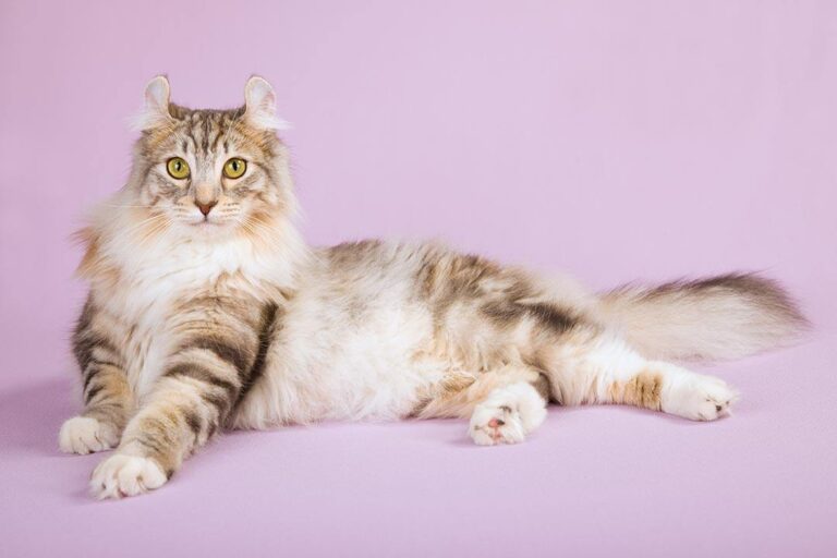 7 Cat Breeds With Short Ears (With Info & Pictures) | The Vet Desk