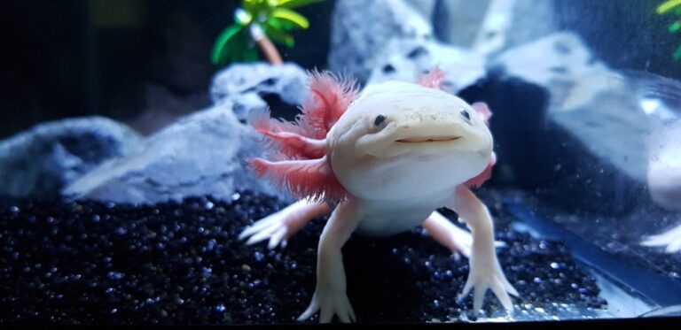 Axolotl: Care Sheet, Lifespan & More (With Info & Pictures) | The Vet Desk