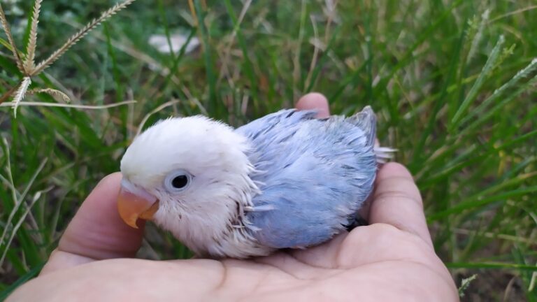 How to Take Care of Baby Lovebirds: 4 Helpful Tips and Advice | The Vet ...