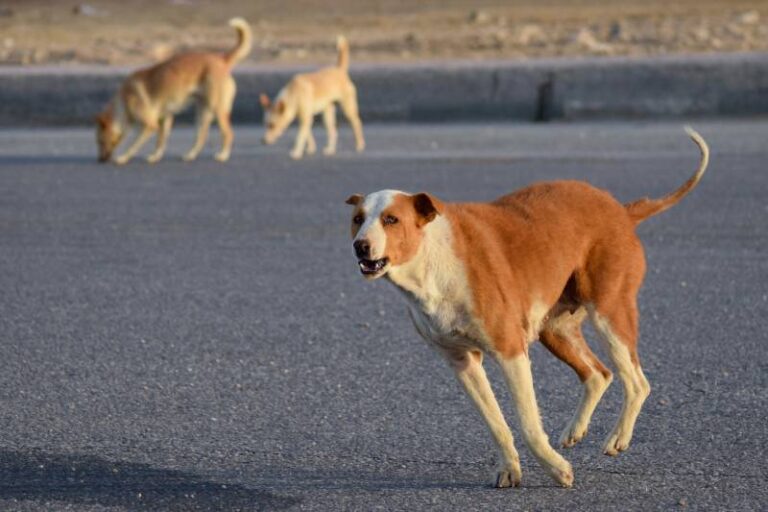 World Stray Animals Day 2026: When It Is & How Its Celebrated | The Vet ...