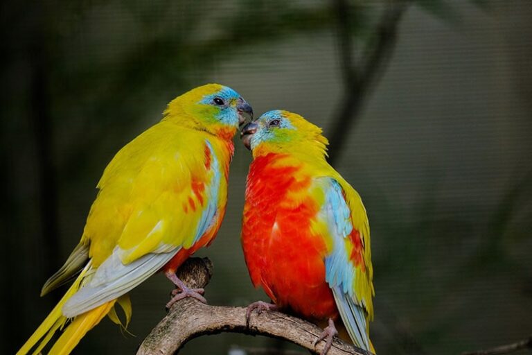 How Do Parakeets Mate & Reproduce? Breeding Facts & FAQ | The Vet Desk