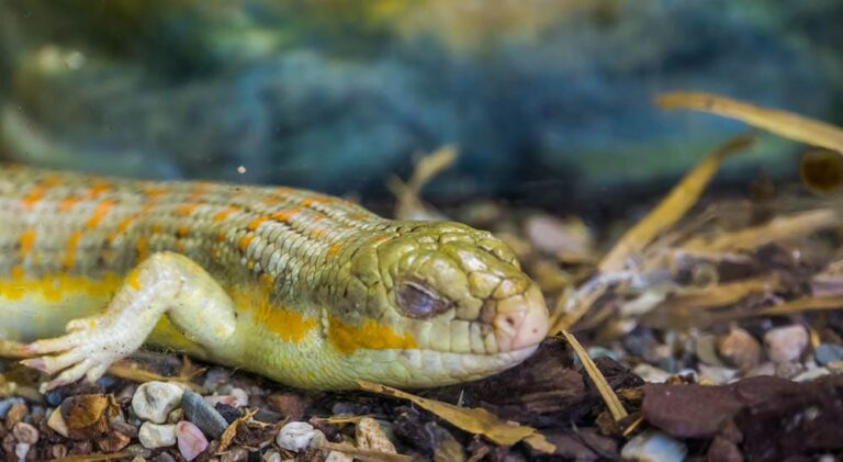 Reptile Brumation & Dormancy: Interesting Facts to Know | The Vet Desk