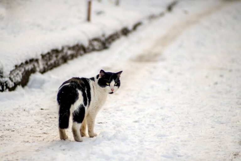 How Cold Is Too Cold for Your Cat to Go Outside? Our Vet Explains | The ...