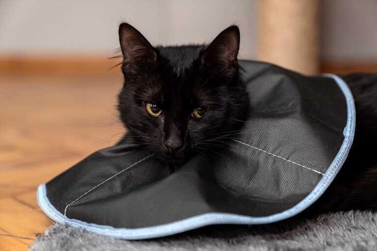 6 DIY Cat Cone Collars You Can Make at Home (with Pictures) | The Vet Desk