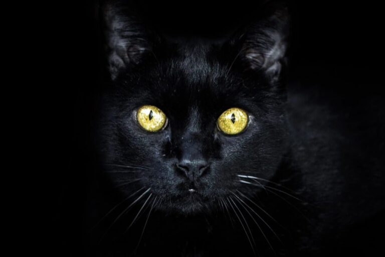 Glow-in-the-Dark Cats - Genetically Modified Cats Explained | The Vet Desk
