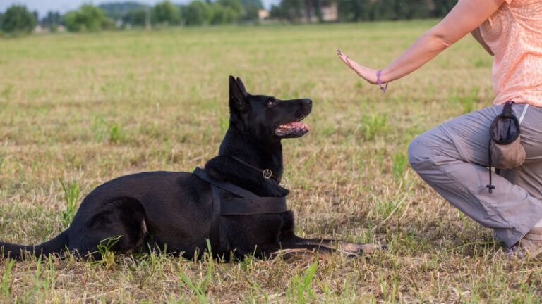 Hand Signals for Dog Training: 11 Common Commands & Vet-Verified ...