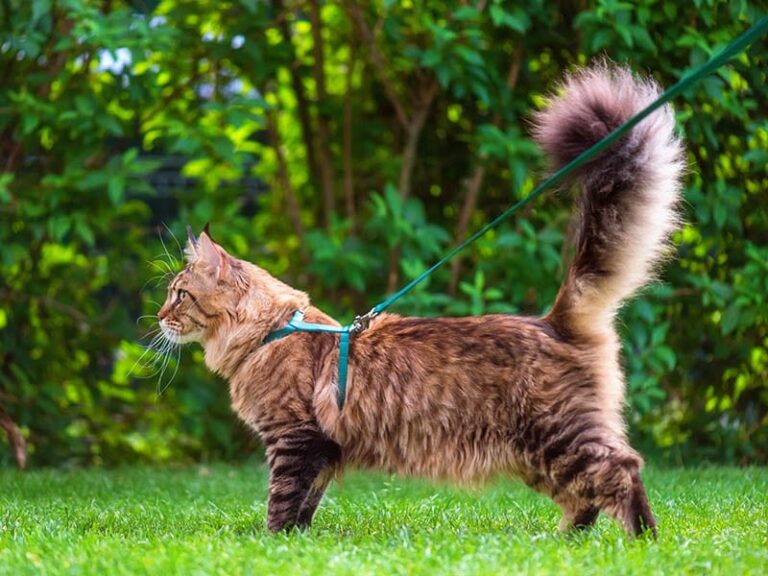 Is It Cruel to Make a Cat Wear a Leash? Vet-Reviewed Pros, Cons & Care ...