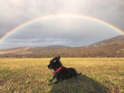 What Is the Rainbow Bridge for Pets? Origins, Pop Culture & FAQ | The ...