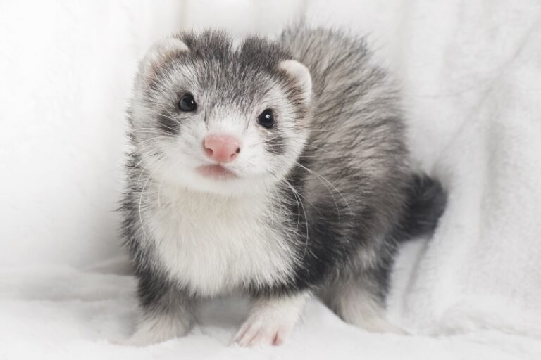 Ferret Body Language: Vet Approved Tips to Understand It | The Vet Desk
