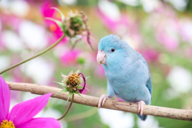 How to Tell the Age of a Parrotlet: Developmental Stages Explained ...