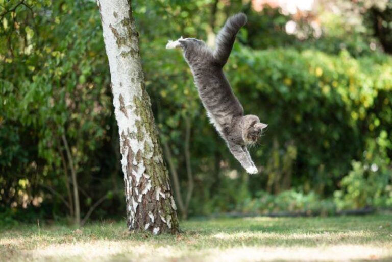 How High Can a Cat Survive a Fall? Vet Reviewed Facts & FAQ | The Vet Desk