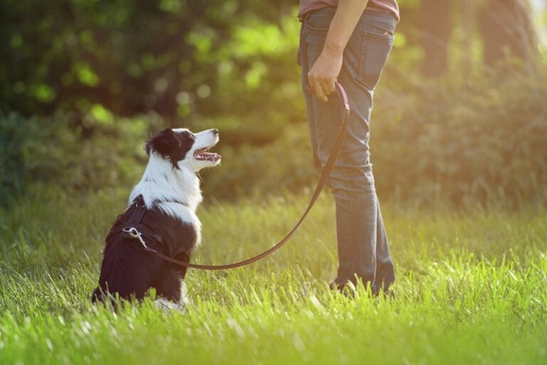 12 Best Medium Sized Dog Breeds (With Info & Pictures) | The Vet Desk