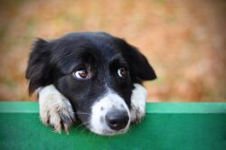 What Do Dogs Think About All Day? Understanding the Canine Mind (Vet ...
