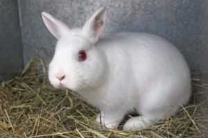 Britannia Petite Rabbit: Info, Care, Pictures, Habitat & Traits | The ...