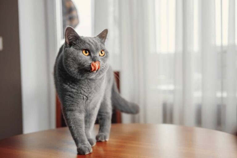 How Good Is Your Cat's Sense of Taste? Vet Approved Facts & FAQ | The ...