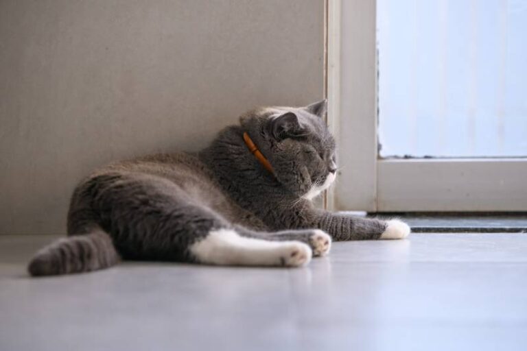 Cat Wants to Be Alone All of a Sudden? 10 Vet-Reviewed Reasons & FAQ ...