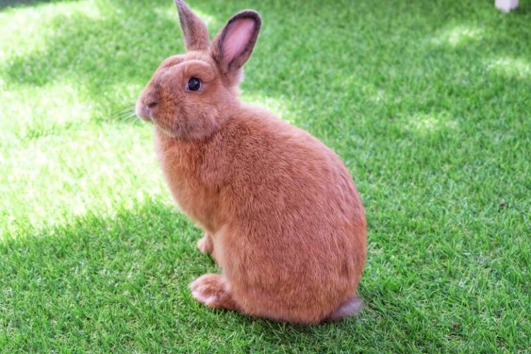 Netherland Dwarf Rabbit Breed Info: Pictures, Traits & Facts | The Vet Desk