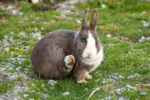 How to Get Rid of Fleas on Rabbits: 8 Tips & Prevention (Vet Answer ...