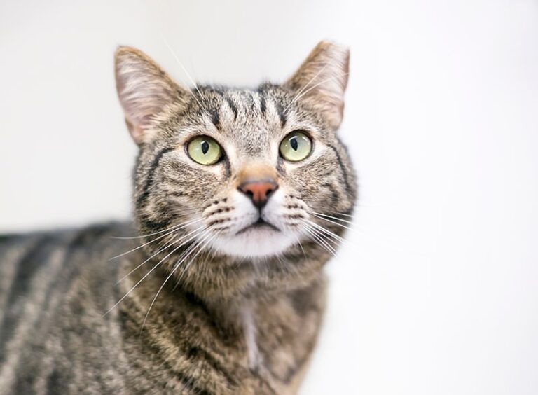 Ear Tipping for Cats: Is It Ethical? Why & How It's Done | The Vet Desk