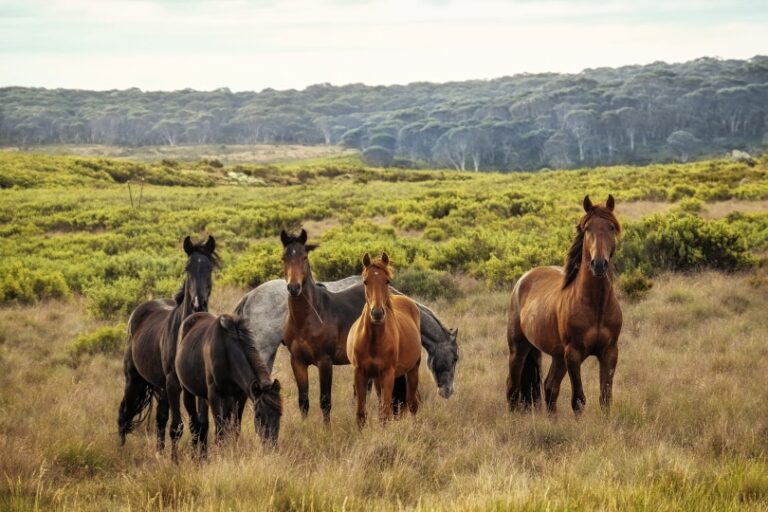 Do Horses See Colors or Are They Color Blind? Vet-Approved Facts & FAQ ...