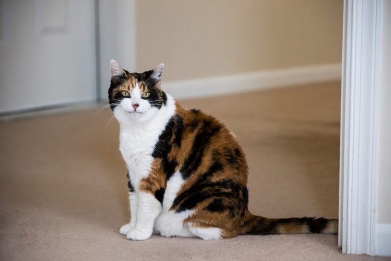 5 Vet-Verified Types of Calico Cats: Color Variations & Genetics (Info ...