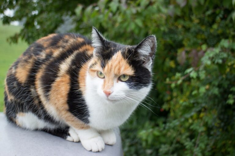 9 Fascinating Facts About Calico Cats: Appearance, Breeds & More | The ...
