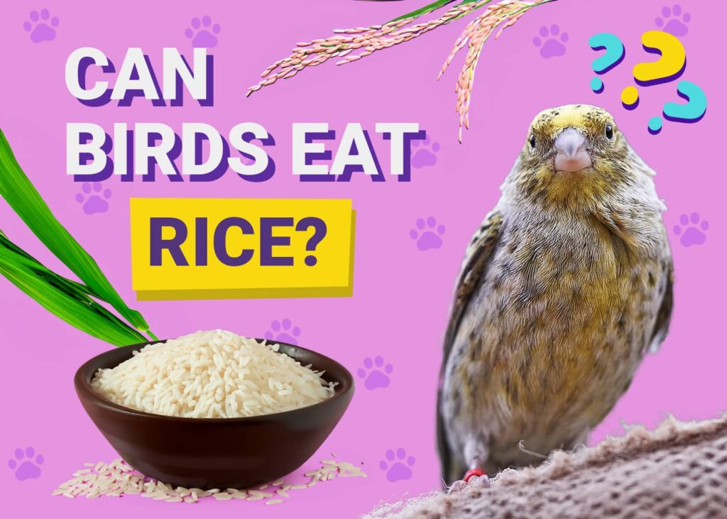 Can Birds Eat Rice? Vet Reviewed Nutrition Facts & FAQ | The Vet Desk