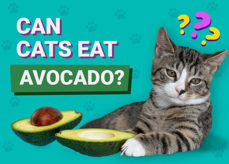 Can Cats Eat Avocado? Vet Reviewed Facts & FAQ | The Vet Desk