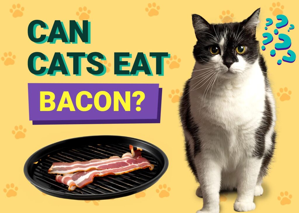 Can Cats Eat Bacon? Vet-Reviewed Health Facts | The Vet Desk